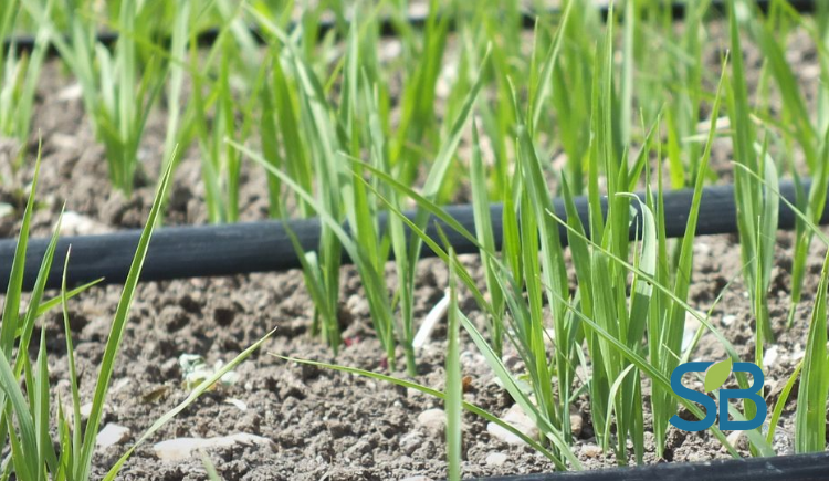 Netafim builds resilience in rice production