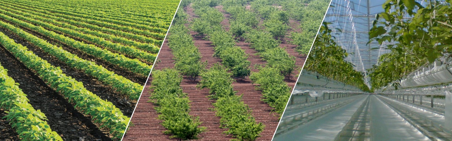 Digital Farming & Digital Agriculture | Netafim