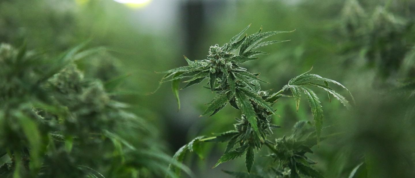 NetBow™ | Netafim | Products and Solutions