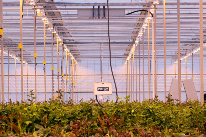 Floriculture Business From the Ground Up