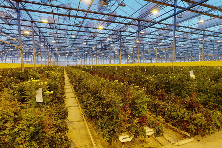 Floriculture Business From the Ground Up