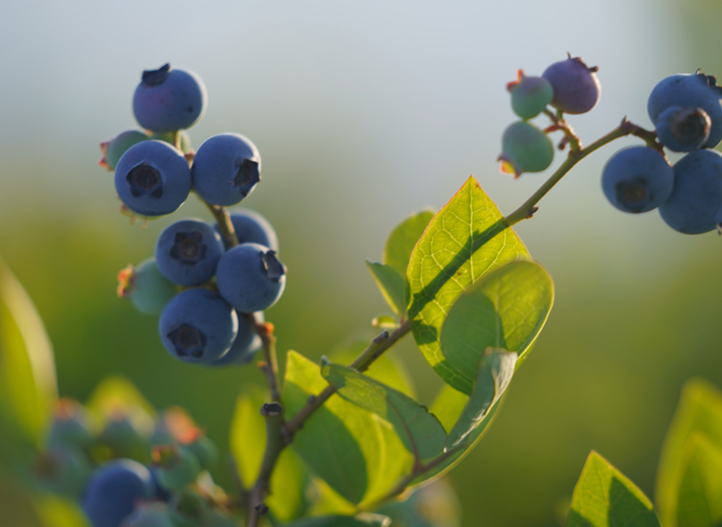 China: Blueberries - Grower Success Stories | Netafim