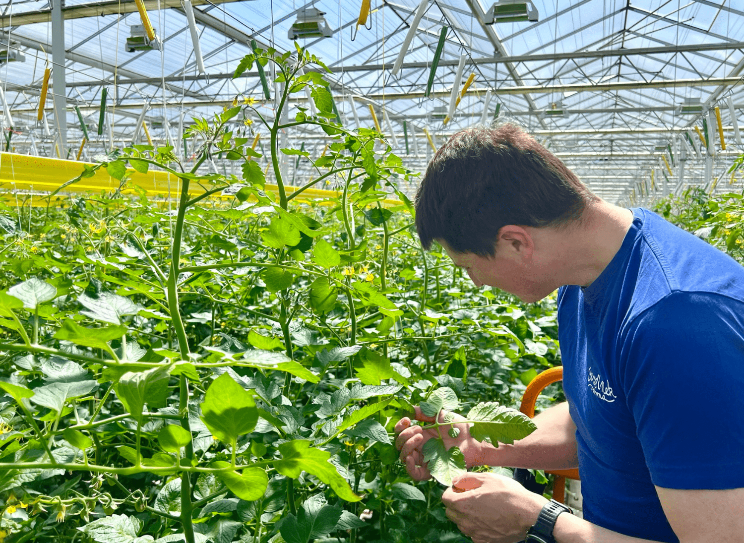 Commercial Greenhouse Farma Bezdinek