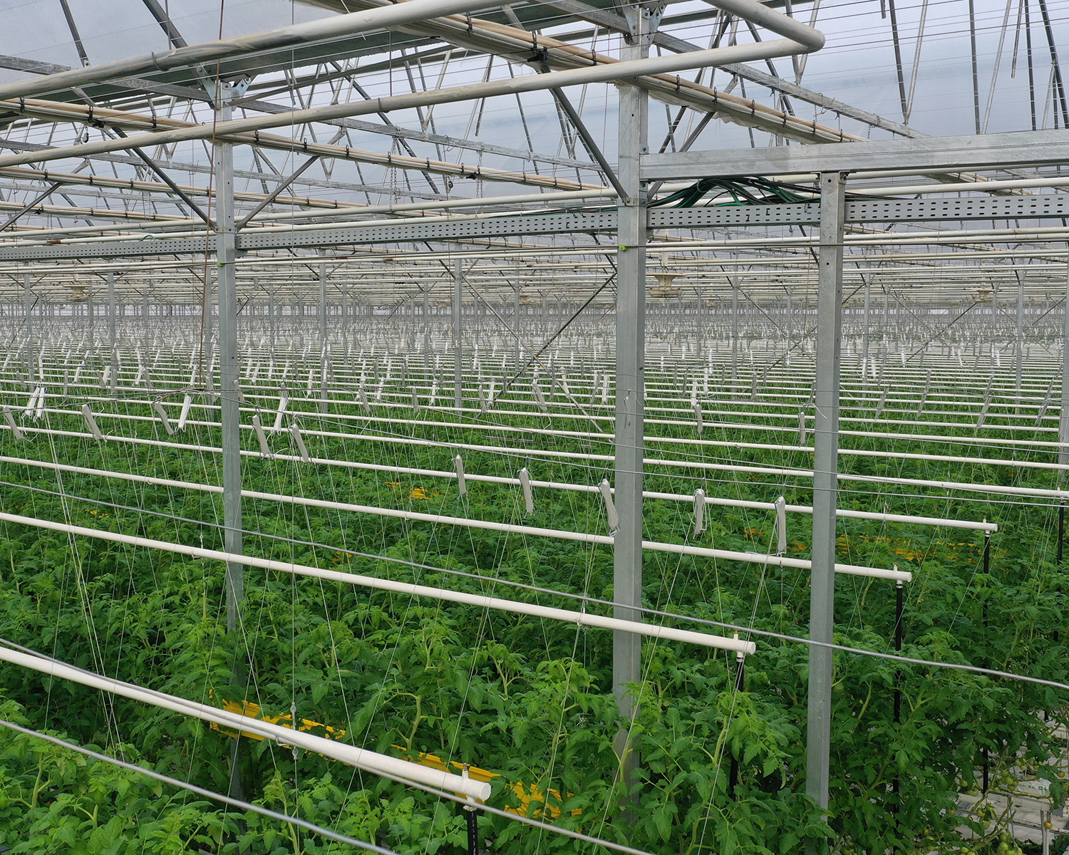 Poly greenhouse - EcoInvest - Netafim