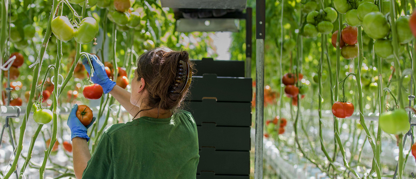 Digital Farming Solutions for Fertigation | Netafim