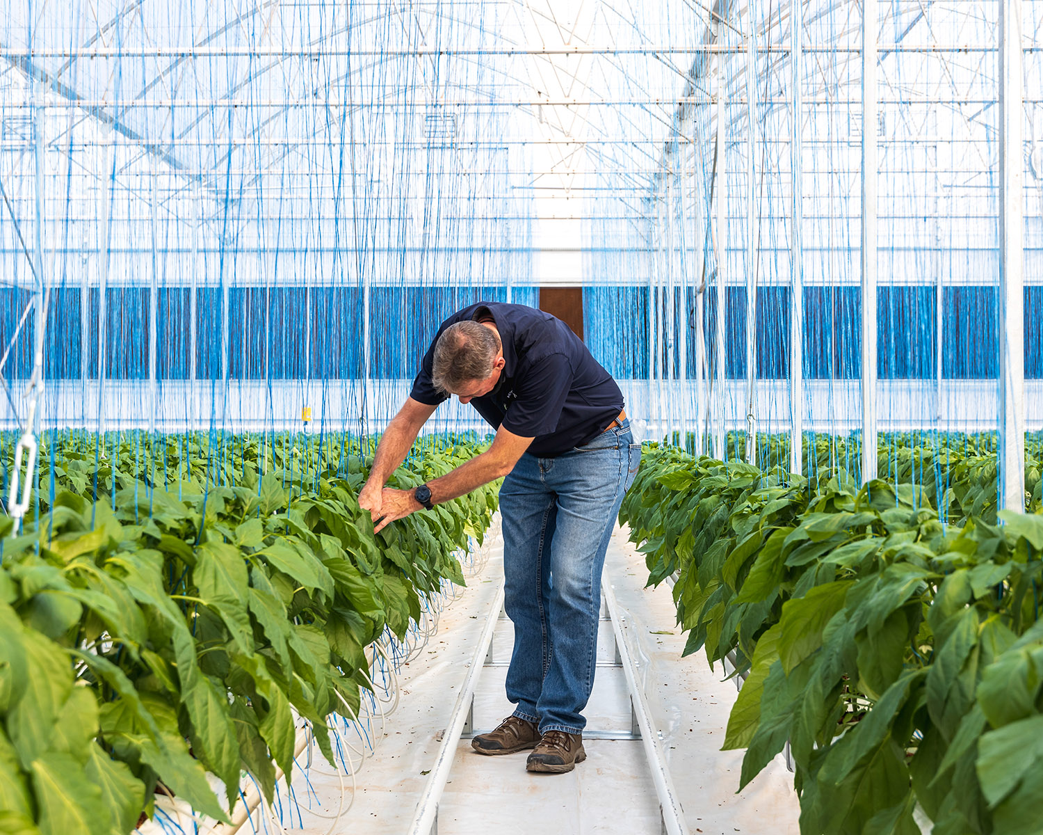 Growing 300 tones /Ha of peppers in the most sustainable way