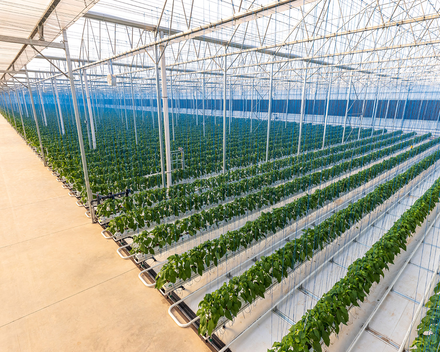 Growing 300 tones /Ha of peppers in the most sustainable way