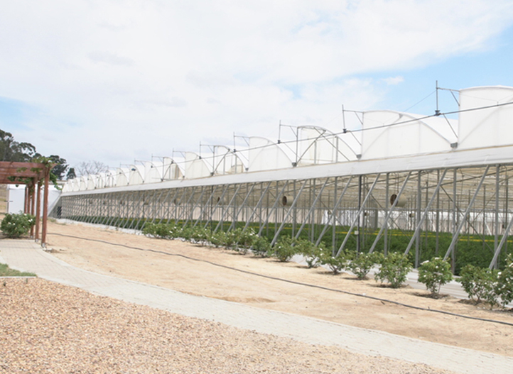 South Africa: Blueberries - Grower Success Stories | Netafim