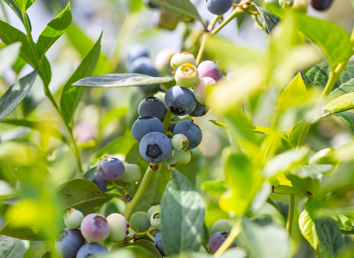 South Africa: Blueberries - Grower Success Stories | Netafim
