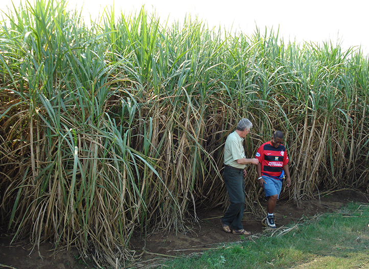 Eswatini Sugarcane | Netafim Success Stories