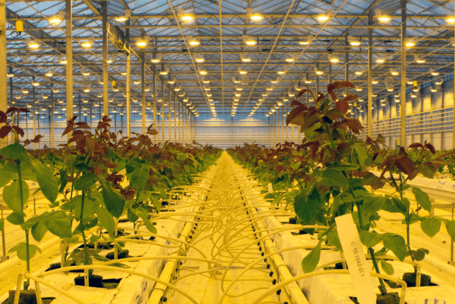 The Essential Balance of O2 and CO2 in your Greenhouse | Vegtech ...