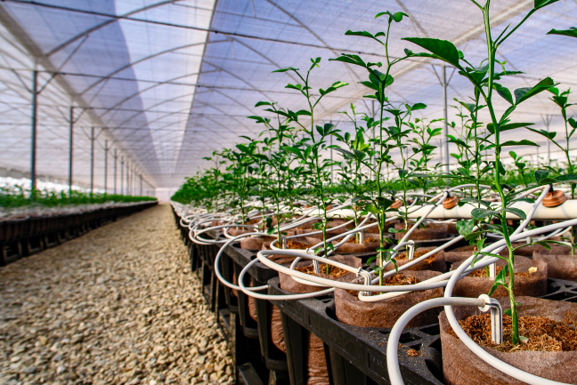 Sustainable Agriculture: Local Food Production for a Greener Future