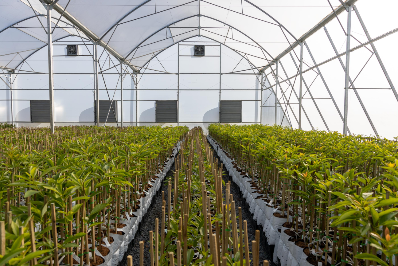 Poly, Glass, or Geodesic Dome Greenhouse: Which is Best for You? - Netafim