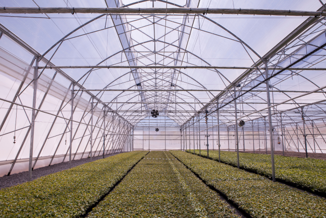 Sun and heat protection for greenhouse crops - Netafim