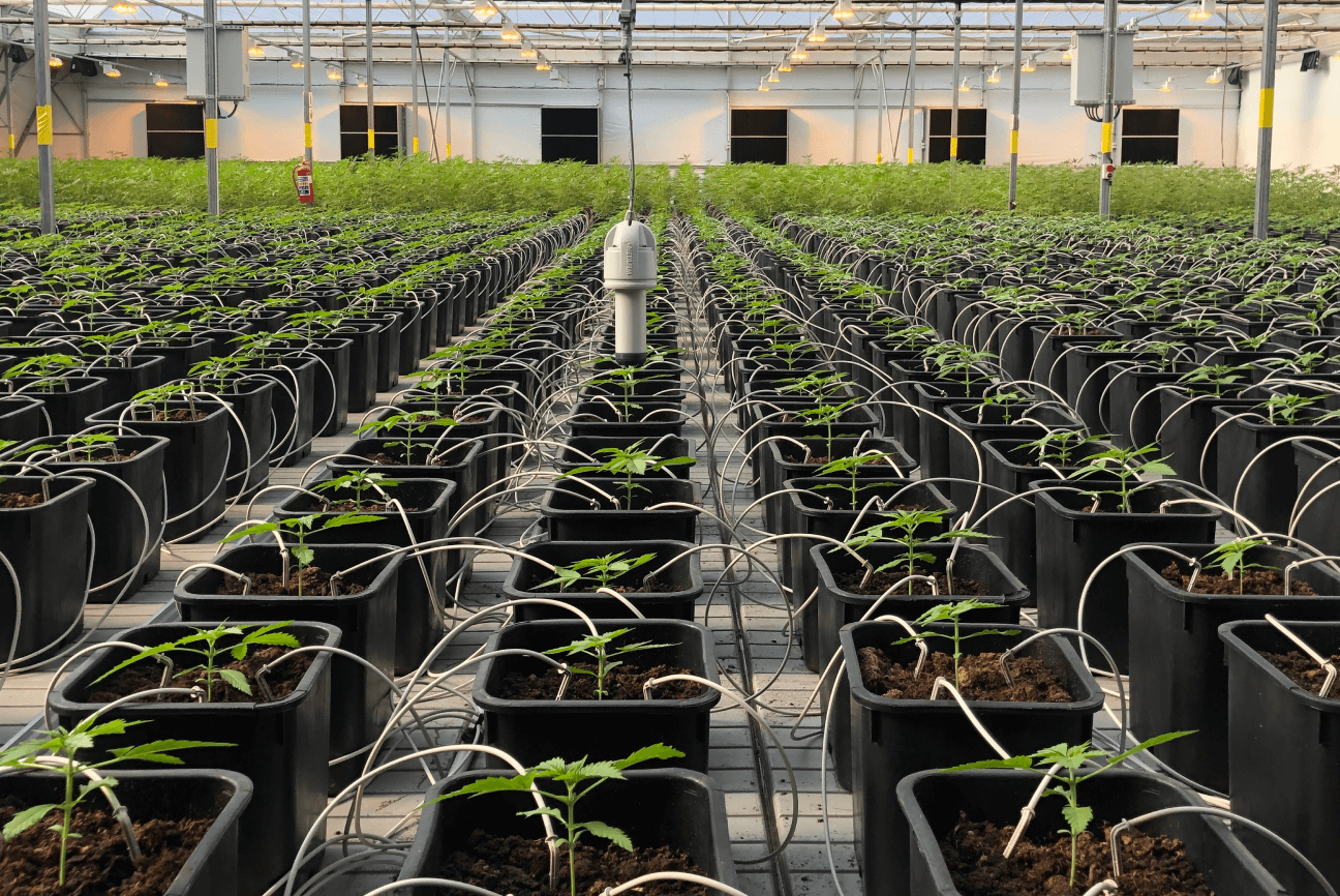 The Science of Fertigation | Vegtech Netafim - Netafim