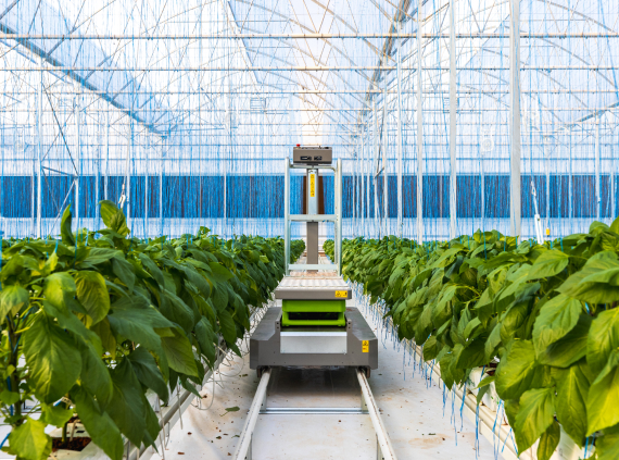 Growing 300 tones /Ha of peppers in the most sustainable way