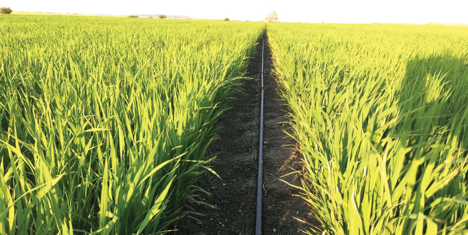 Irrigation as a Service | Netafim